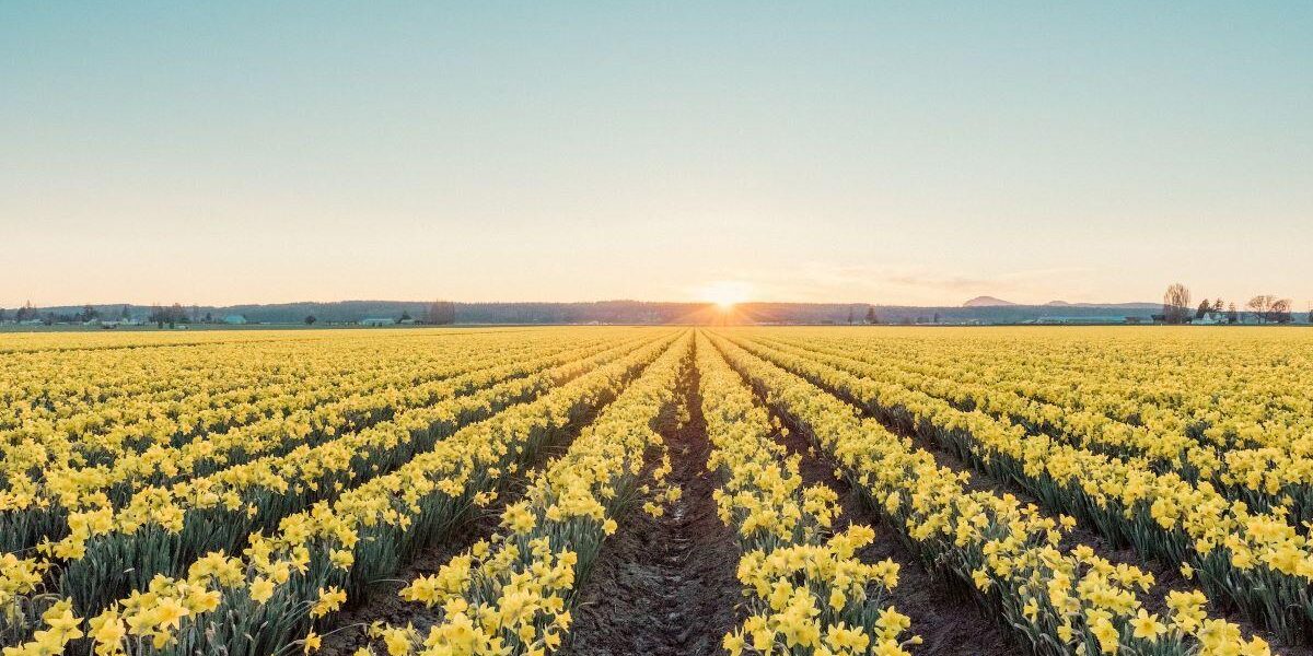 Celebrate St David's Day with a £9 mystery tour! - Cerebra